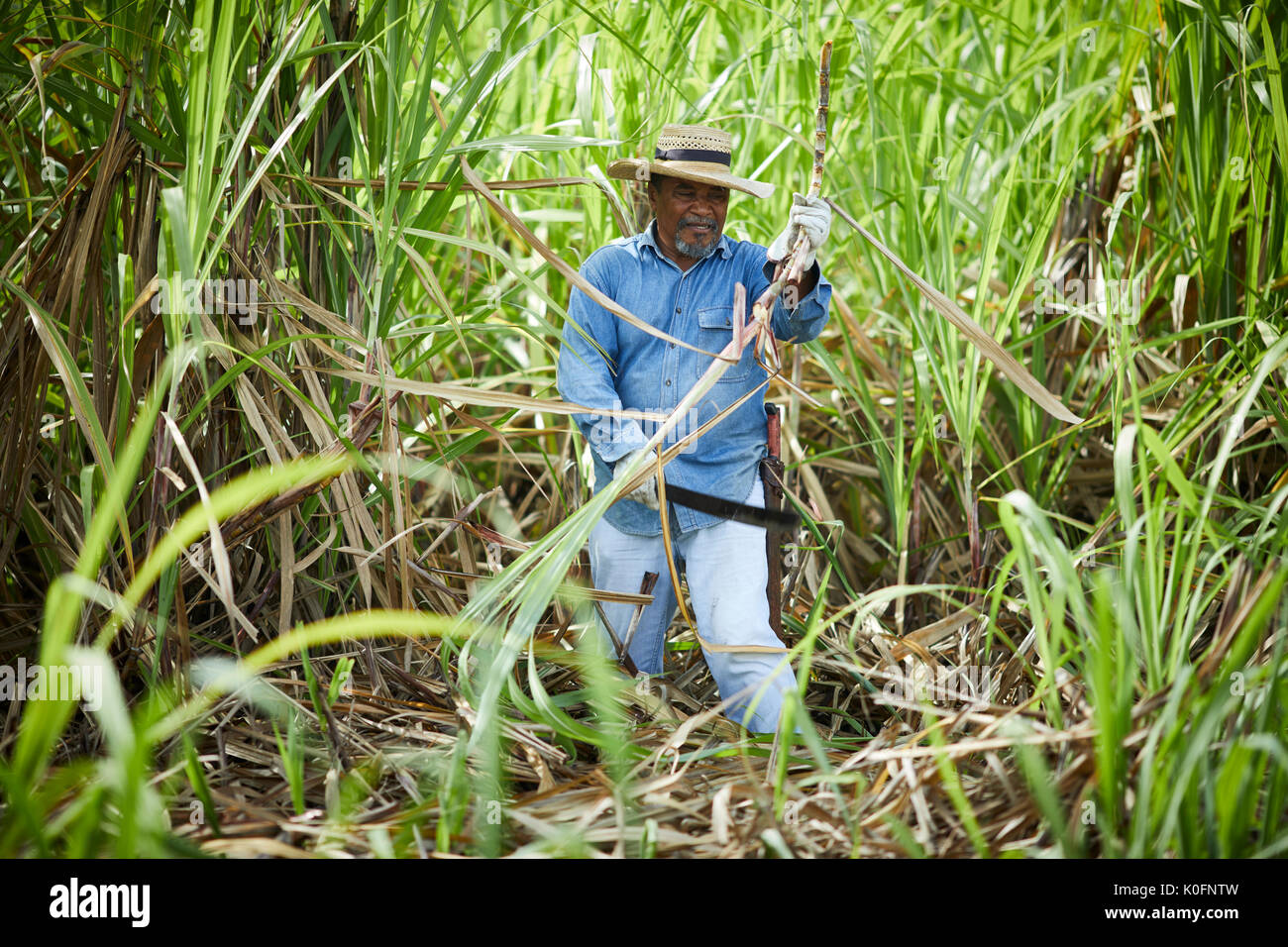 Cuban, Cuba, Cardenas, open air sugar cane grass in the museum farm ...