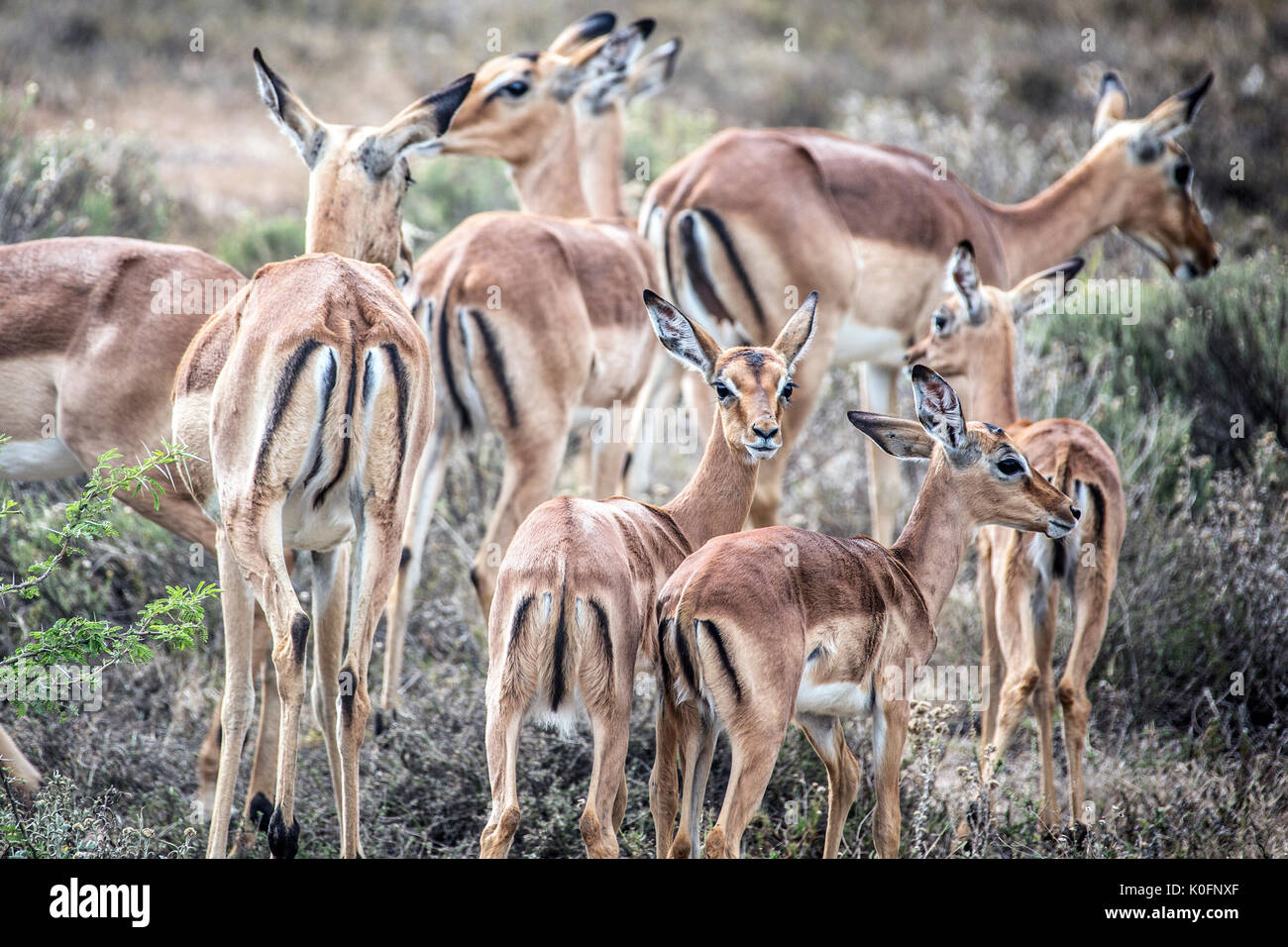Springbok in the wild Stock Photo - Alamy