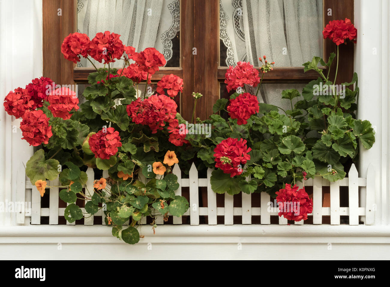 Geraniums in glass house hi-res stock photography and images - Alamy