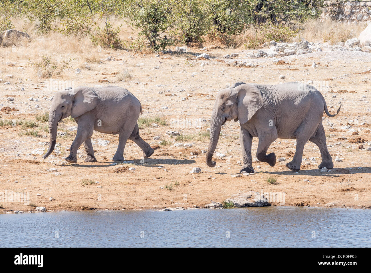 Walking to the waterhole hi-res stock photography and images - Alamy