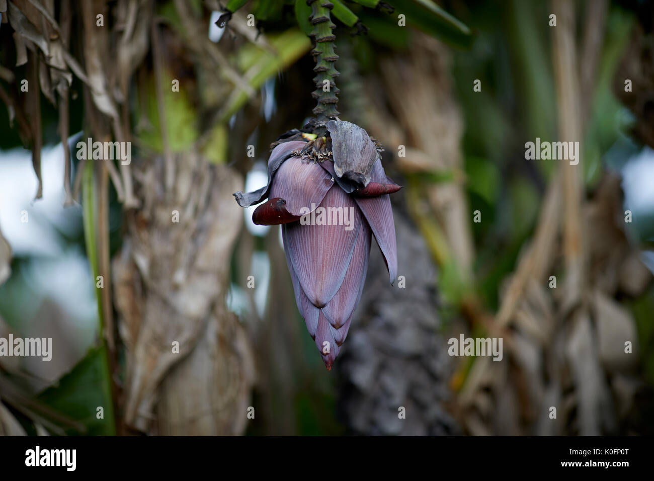 Cuban, Cuba, Cardenas, banana tree flower on a farm Stock Photo - Alamy
