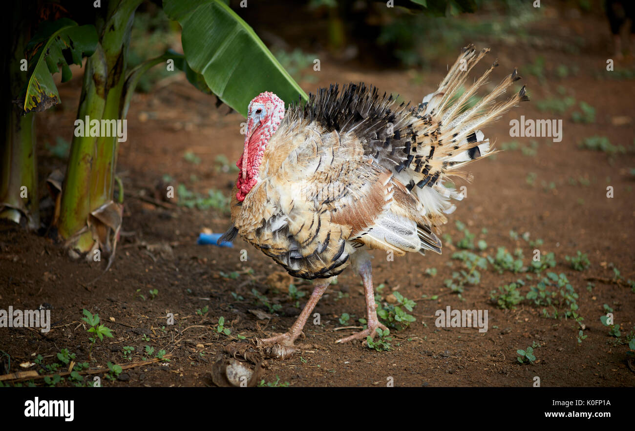 Animal farm landscape hi-res stock photography and images - Alamy