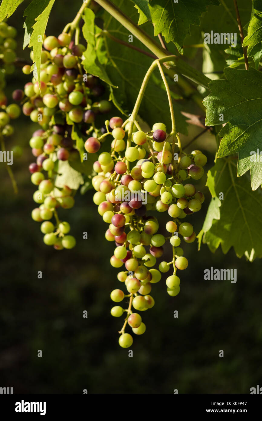 Images Of Grapes Tree