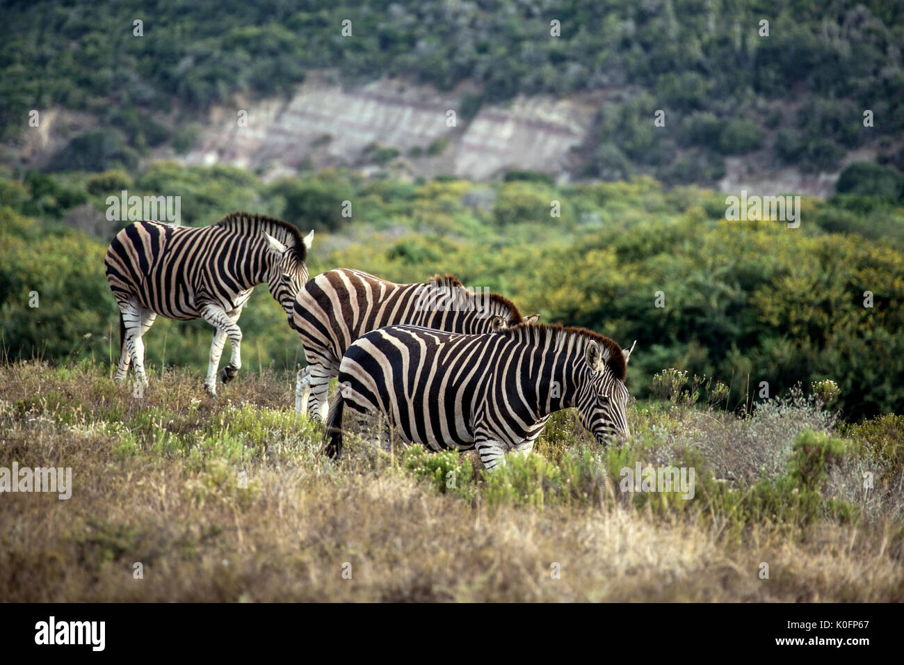 Zebras in the wild Stock Photo - Alamy