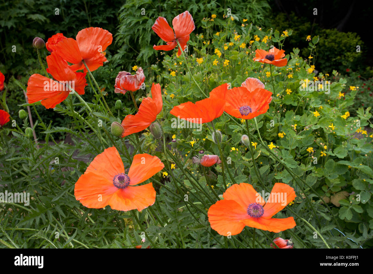 Poppies papaver flowers gardens hi-res stock photography and images - Alamy