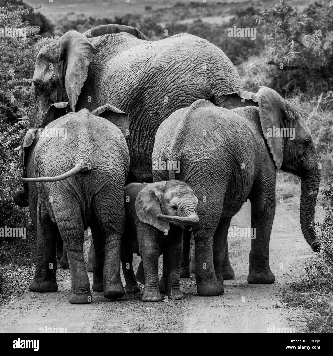 Safari elephant africa Black and White Stock Photos & Images - Alamy