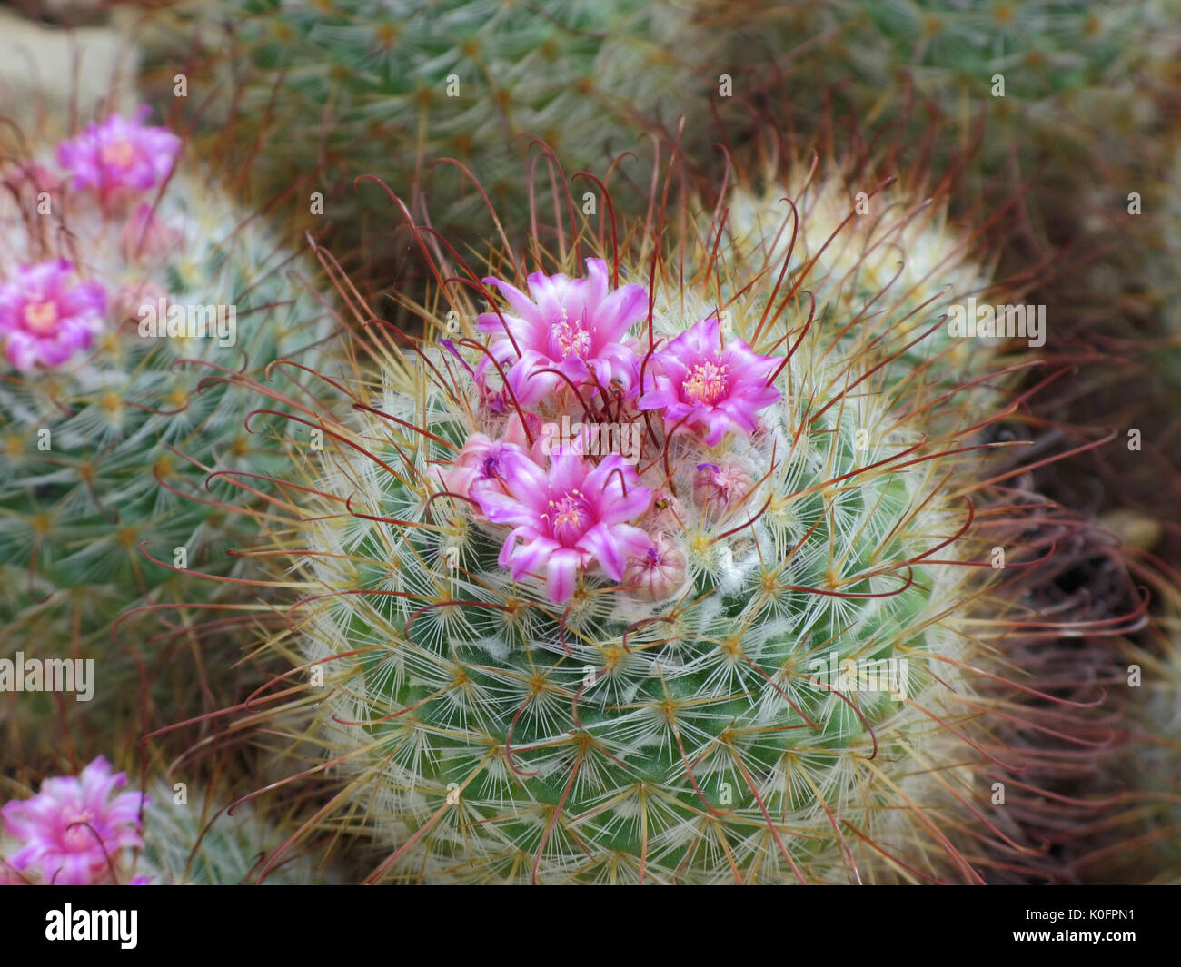 Catus flower hi-res stock photography and images - Alamy