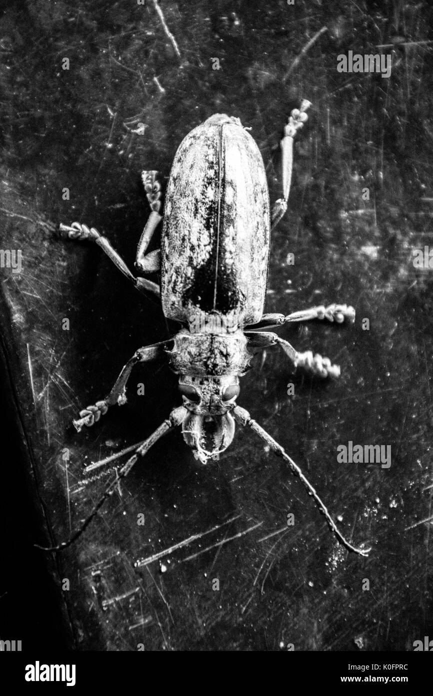 Scary bug Black and White Stock Photos & Images - Alamy