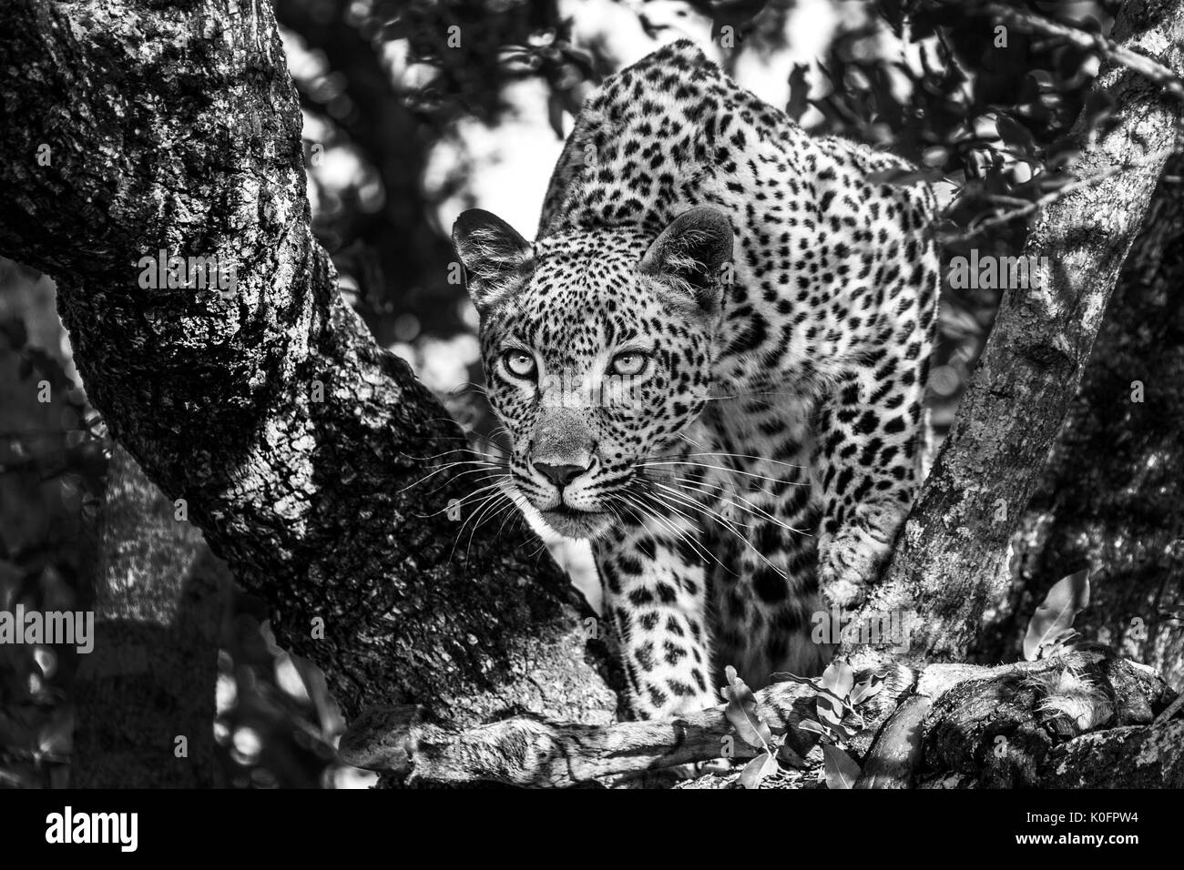 Leopards of South Africa Stock Photo - Alamy