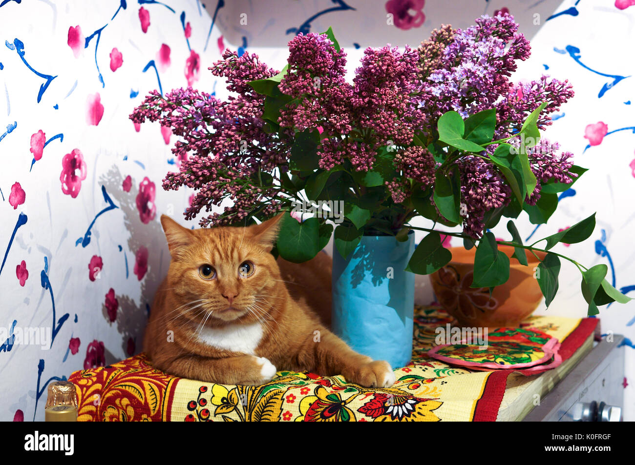 Cat with spring flowers hi-res stock photography and images - Alamy