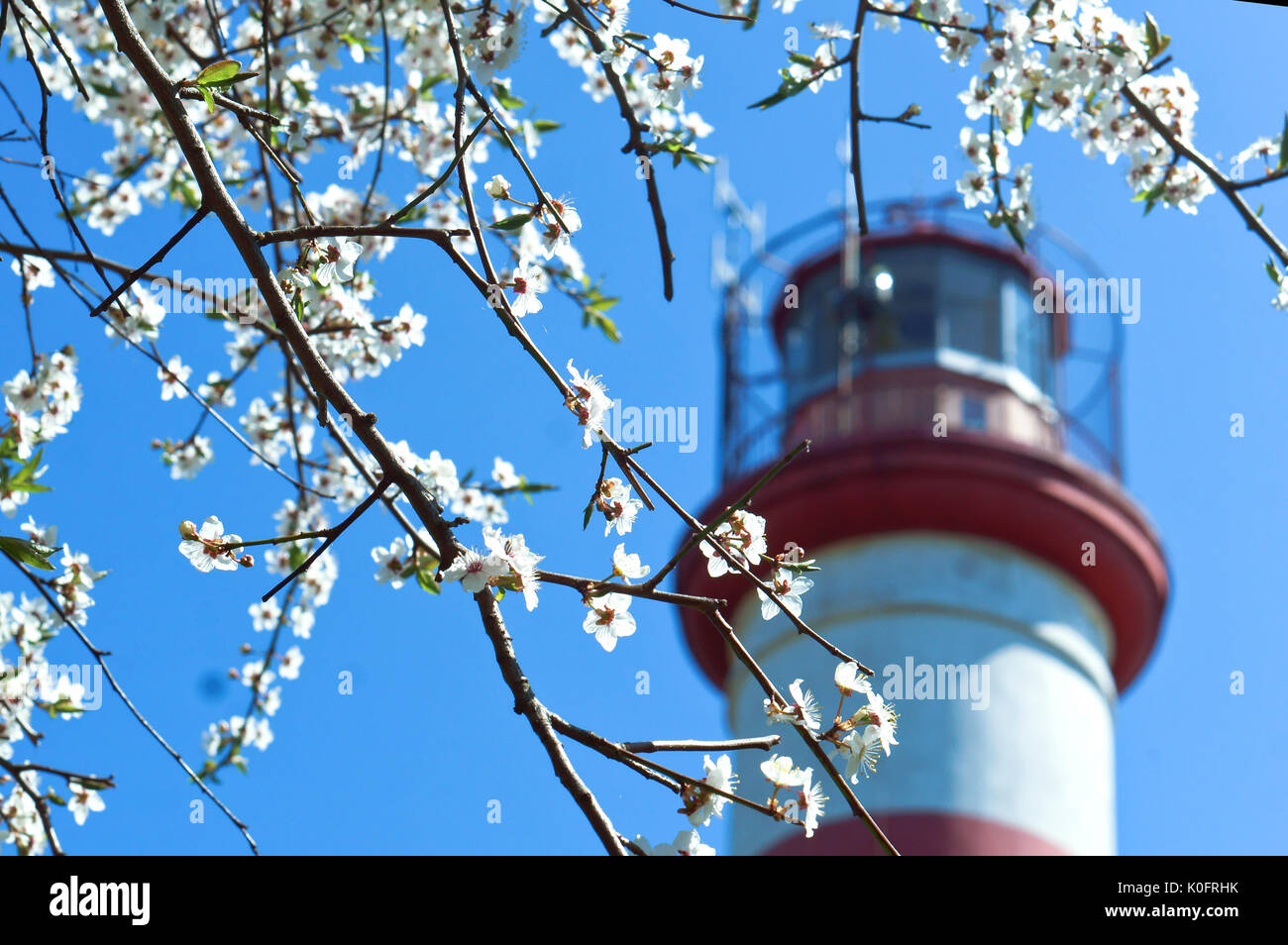 red-white, lighthouse, flowers, tree, spring, navigation mark Stock ...