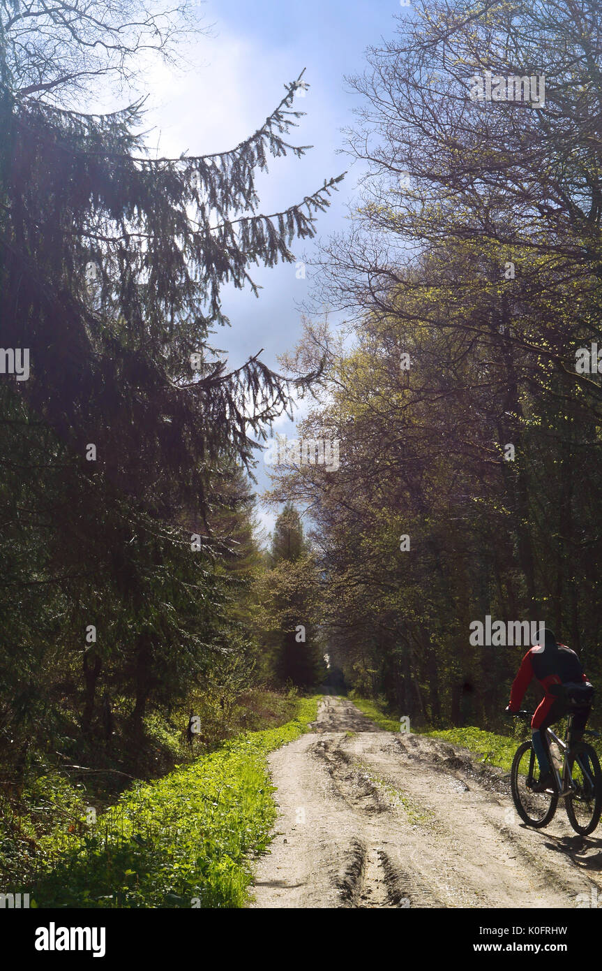 forest, walk, travel, cyclist, adventure, trail, grade, activity ...