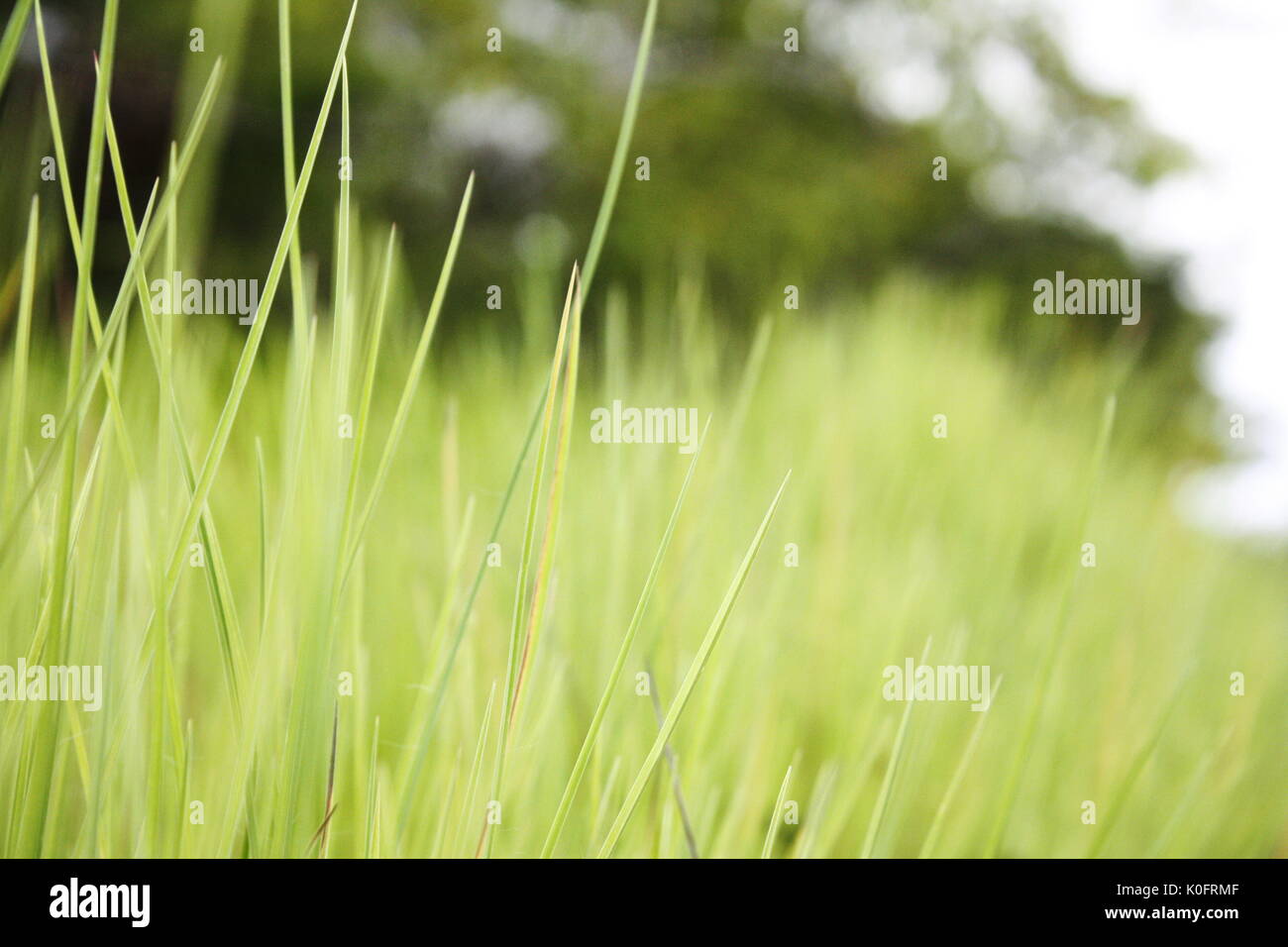 The green grass background in the morning Stock Photo - Alamy