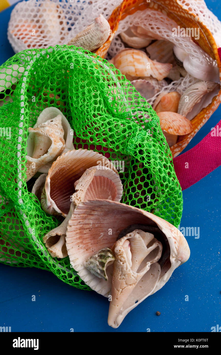 Shells collected from Sanibel Island, Florida Stock Photo - Alamy