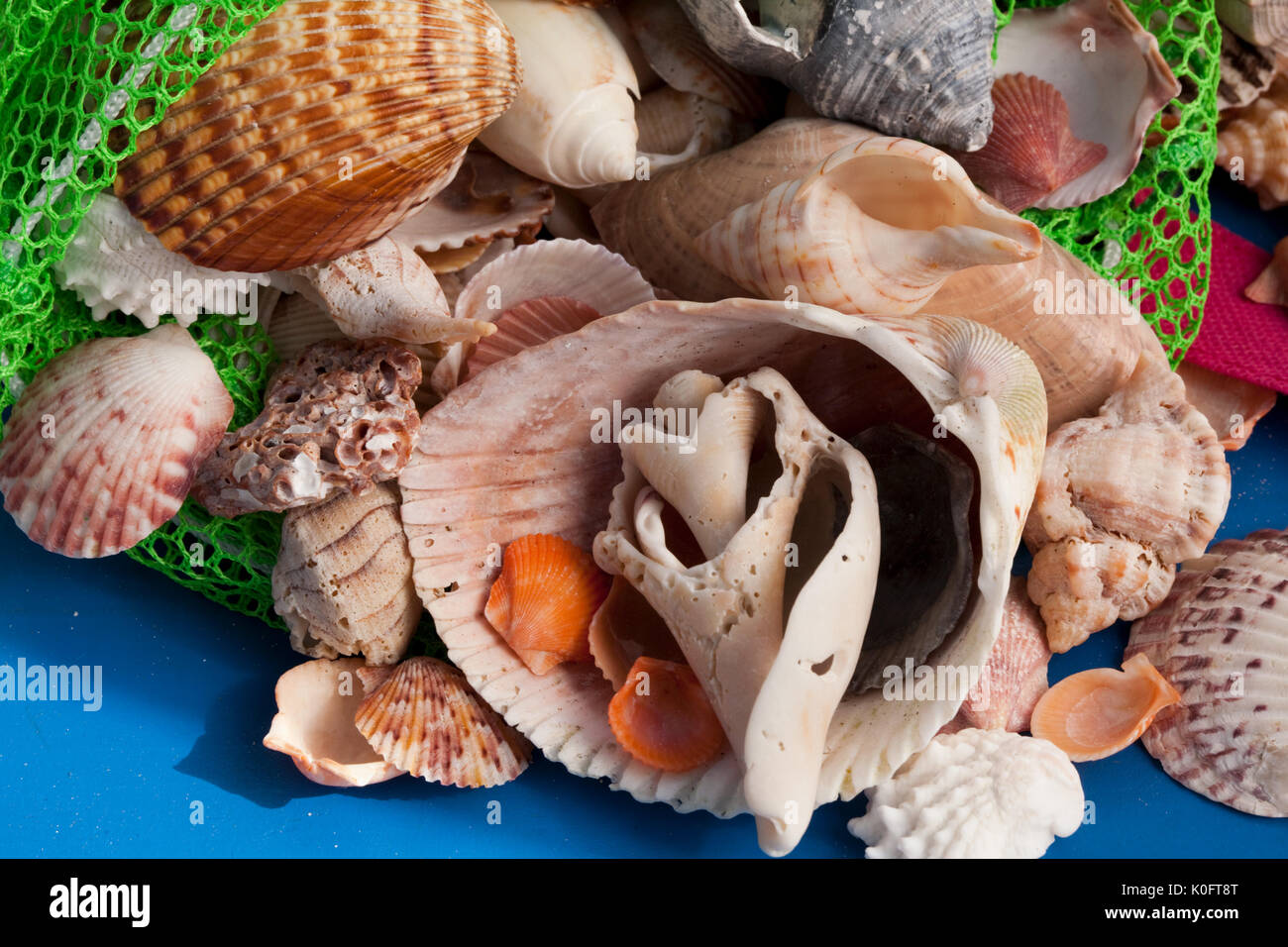 Sanibel island florida and shells hi-res stock photography and images ...