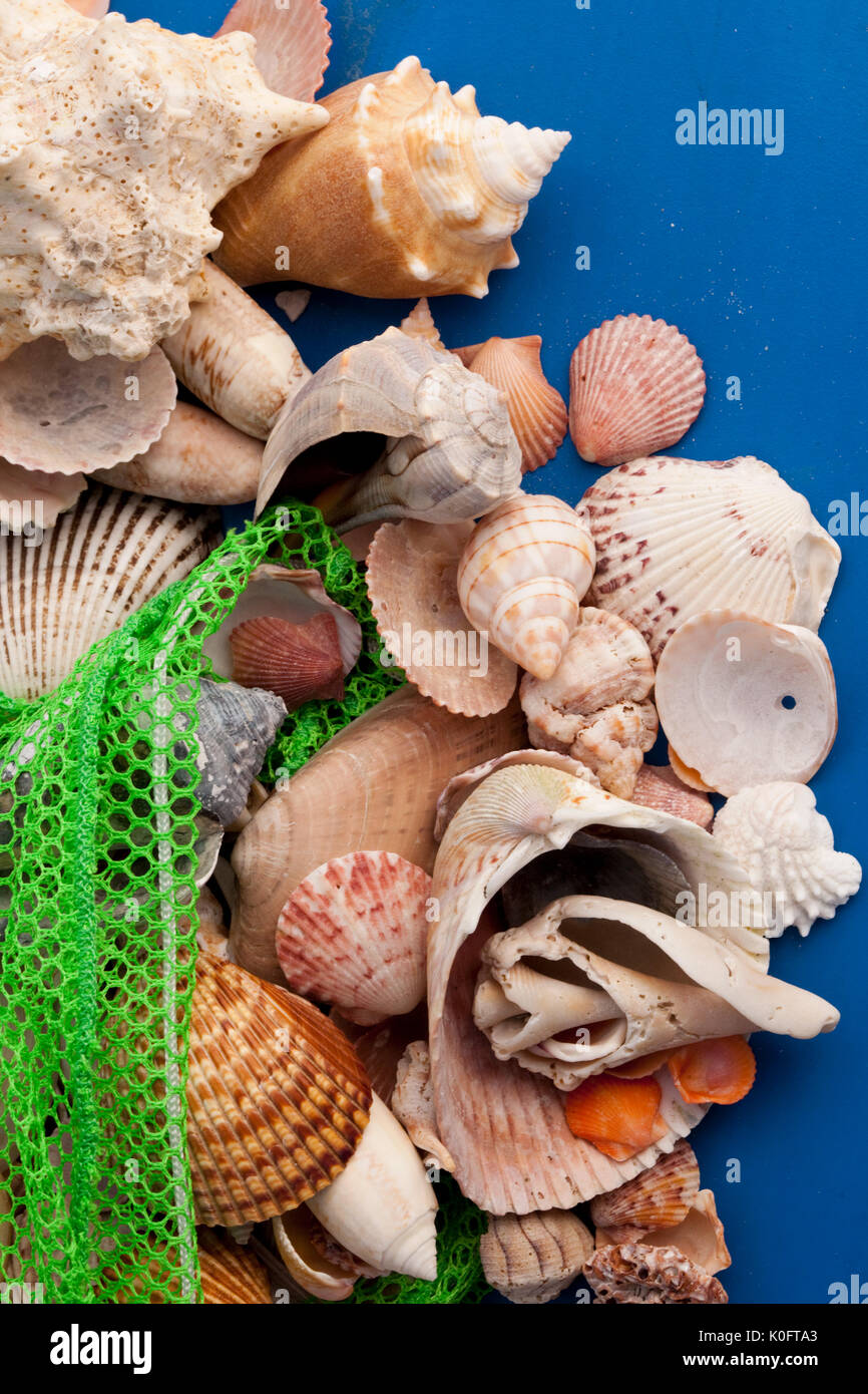 Shells collected from Sanibel Island, Florida Stock Photo - Alamy