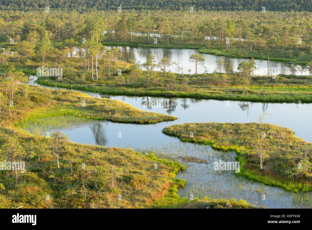 Swamp, birches, pines and blue water. Evening sunlight in bog ...
