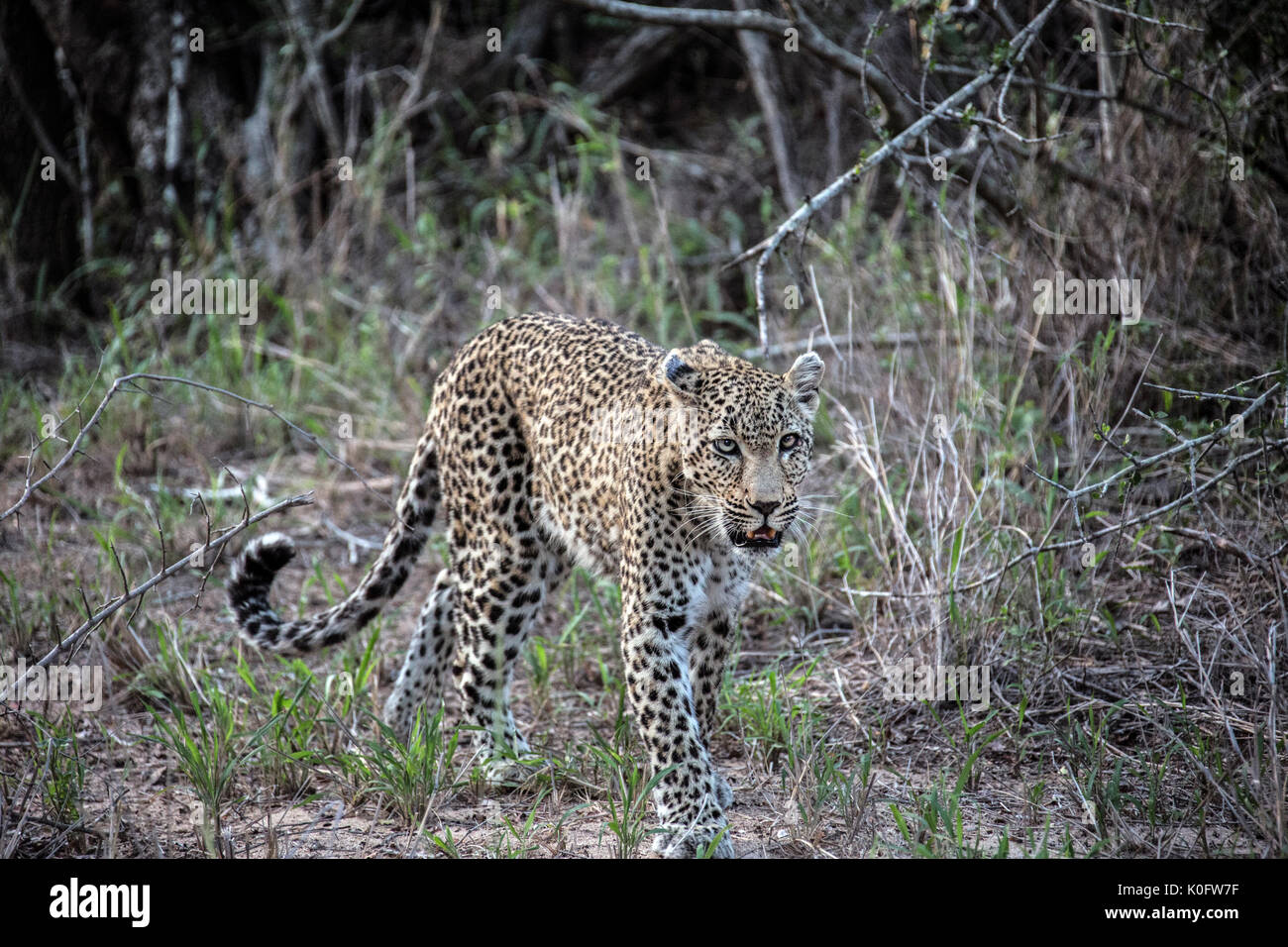 Kruger national park safari leopard hi-res stock photography and images ...
