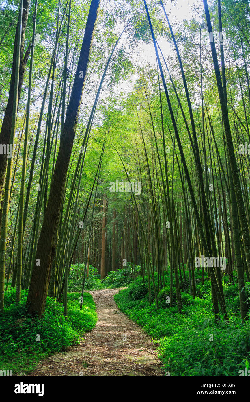 Bamboo trail at Fenqihu area, Alishan, Taiwan Stock Photo - Alamy
