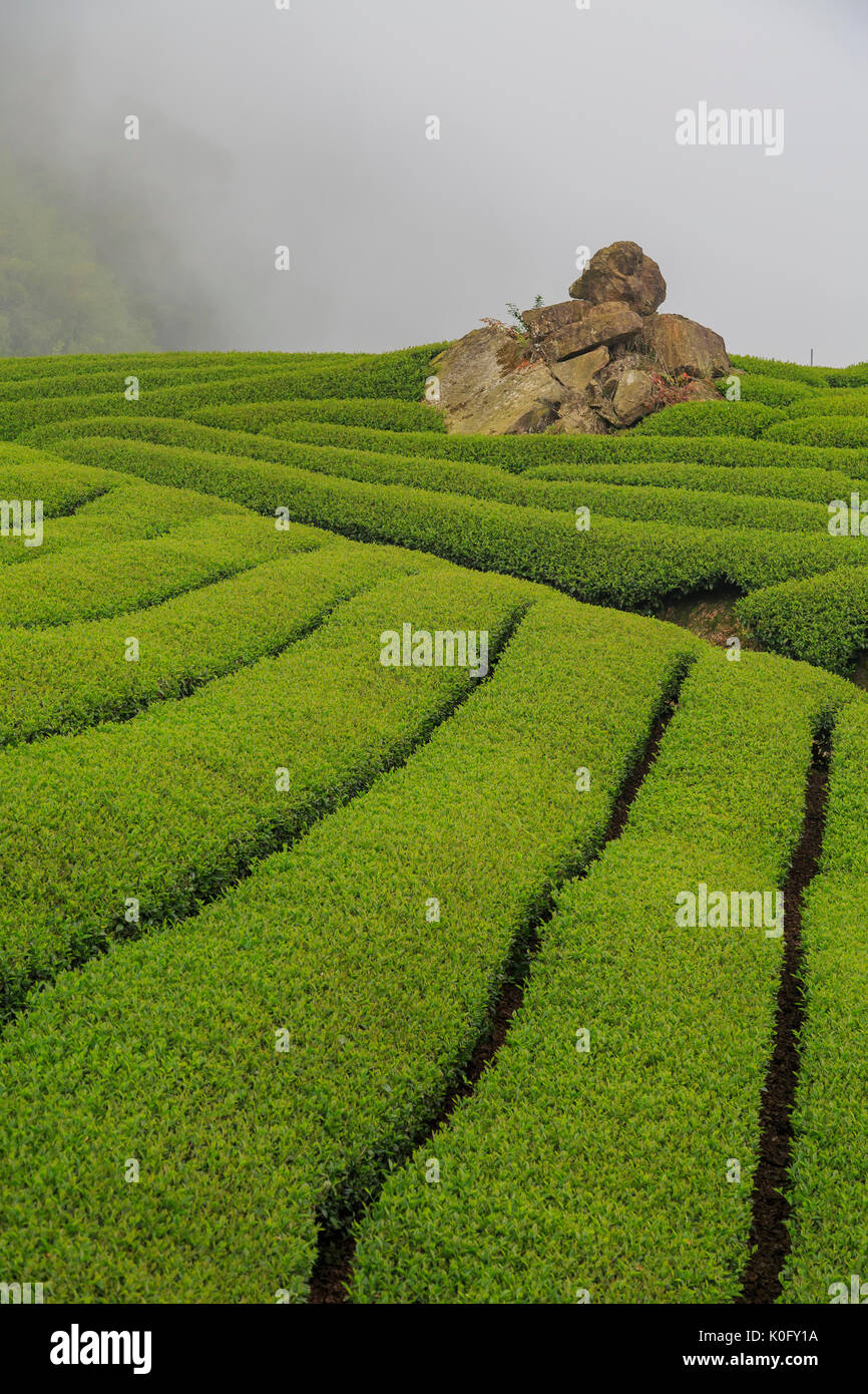 Ali mountain tea hi-res stock photography and images - Alamy