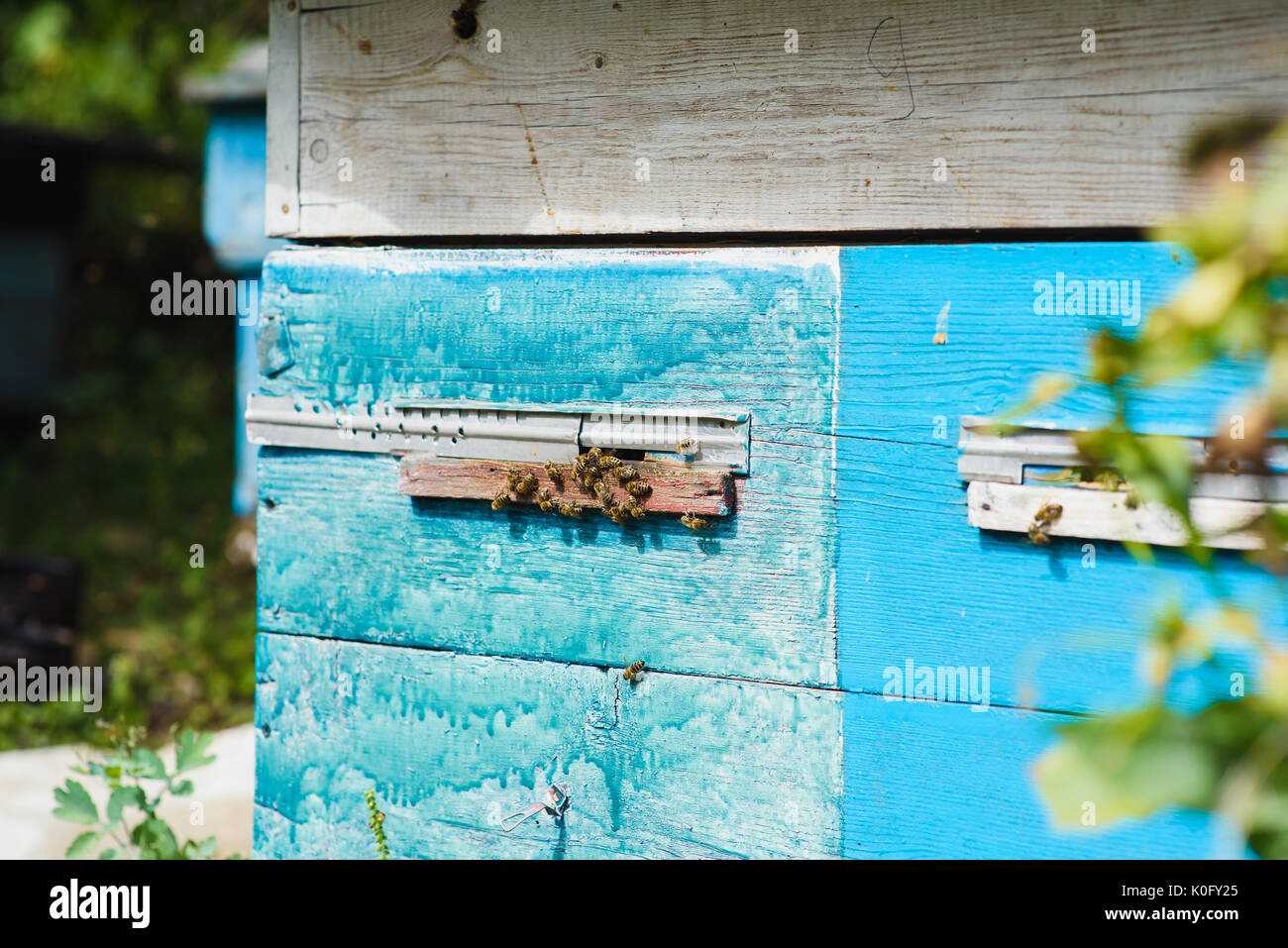 Bees at front hive entrance close up. Bee flying to hive. Honey bee ...