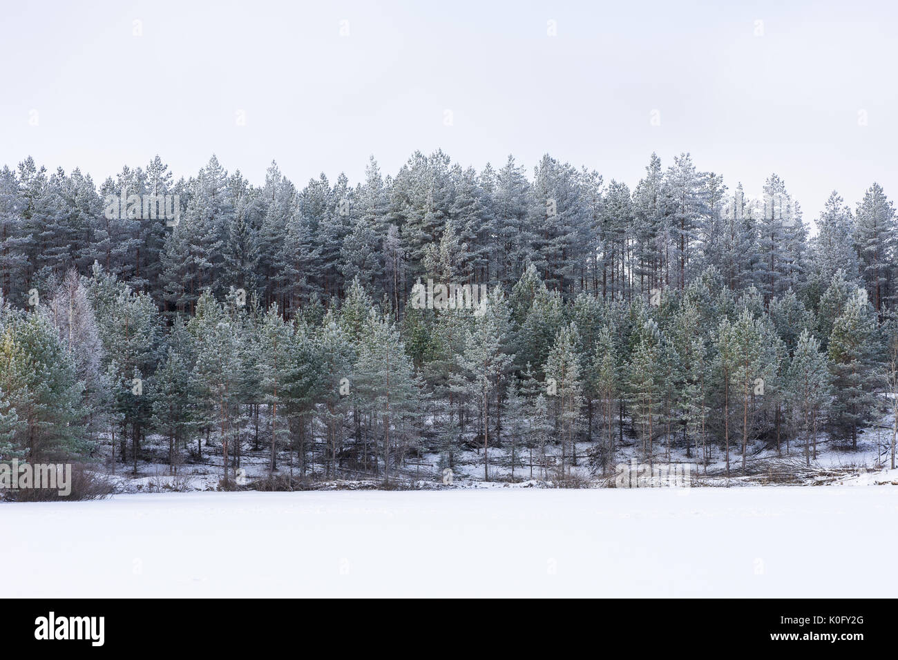 Winter in the lake. Icy cold forest. Frosty wood and ground. Freeze ...