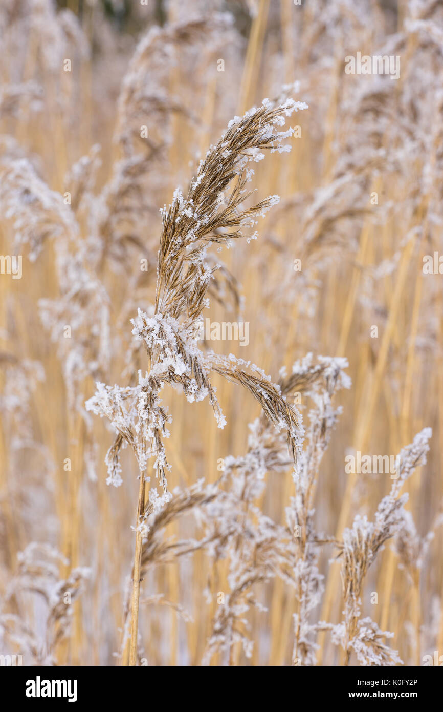 Common reed in icy cold winter. Frosty straw. Freeze temperatures in ...