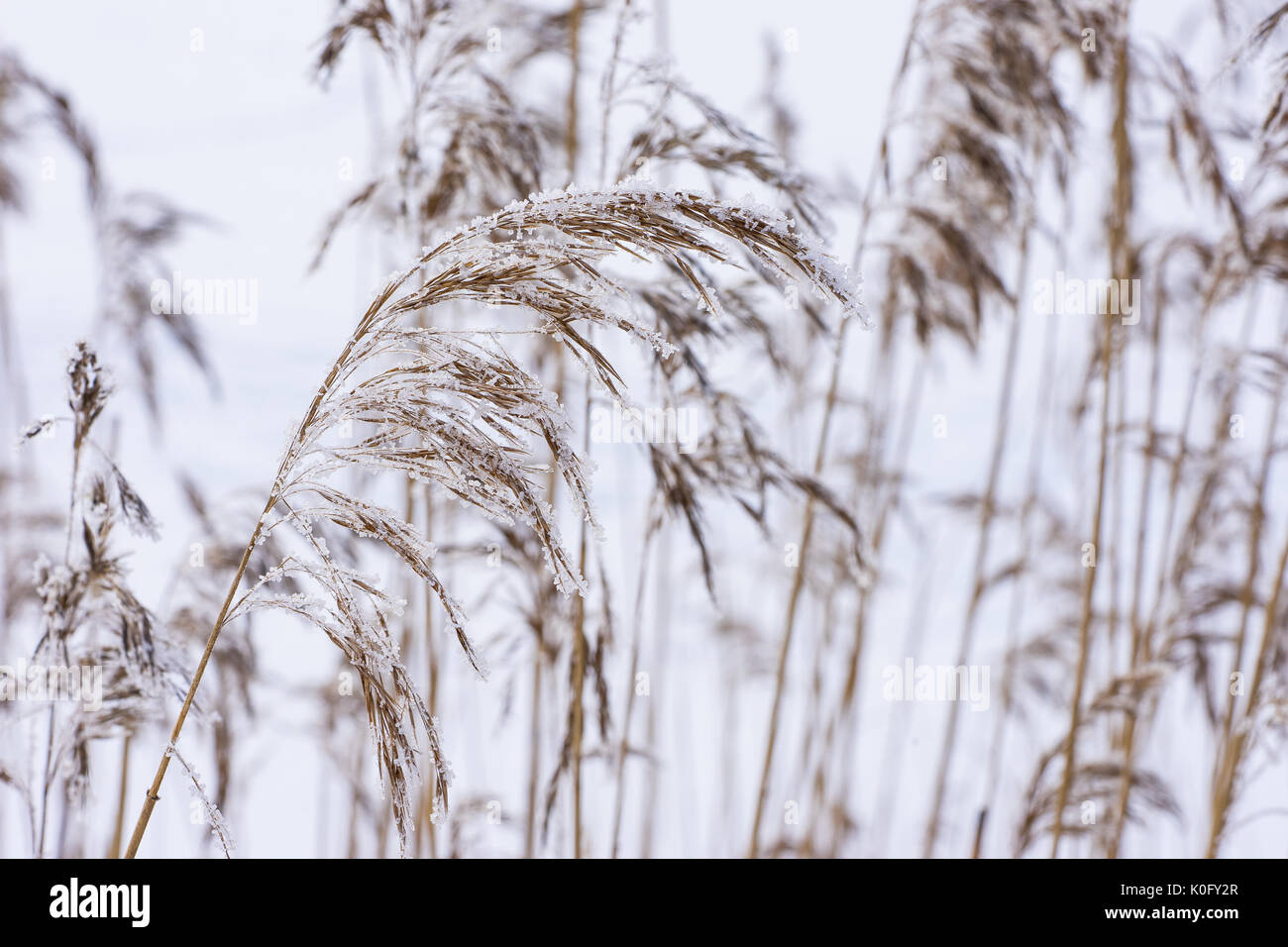 Common reed in icy cold winter. Frosty straw. Freeze temperatures in ...