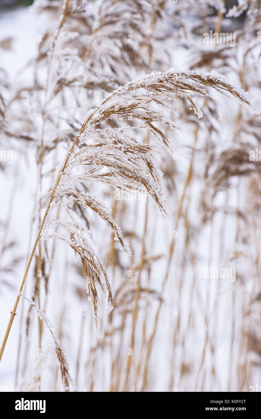 Common reed in icy cold winter. Frosty straw. Freeze temperatures in ...