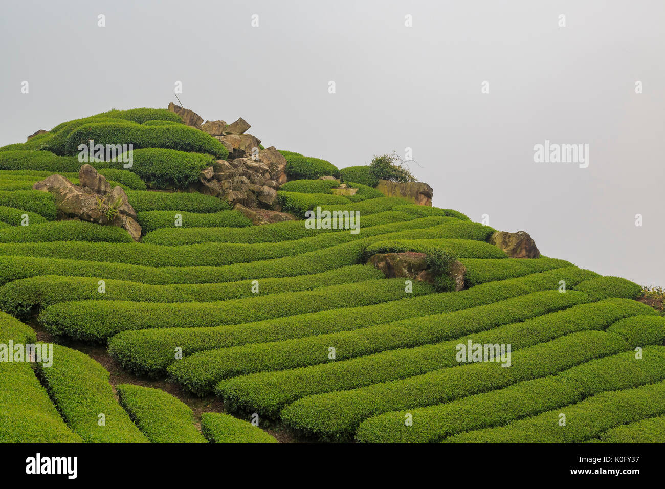 Tea farm with foggy view of Shizhuo, near Alishan, Taiwan Stock Photo ...
