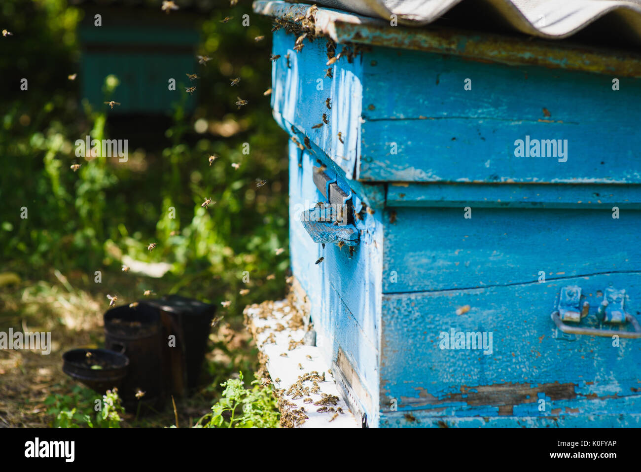 Side view. Bees at front hive entrance close up. Bee flying to hive ...