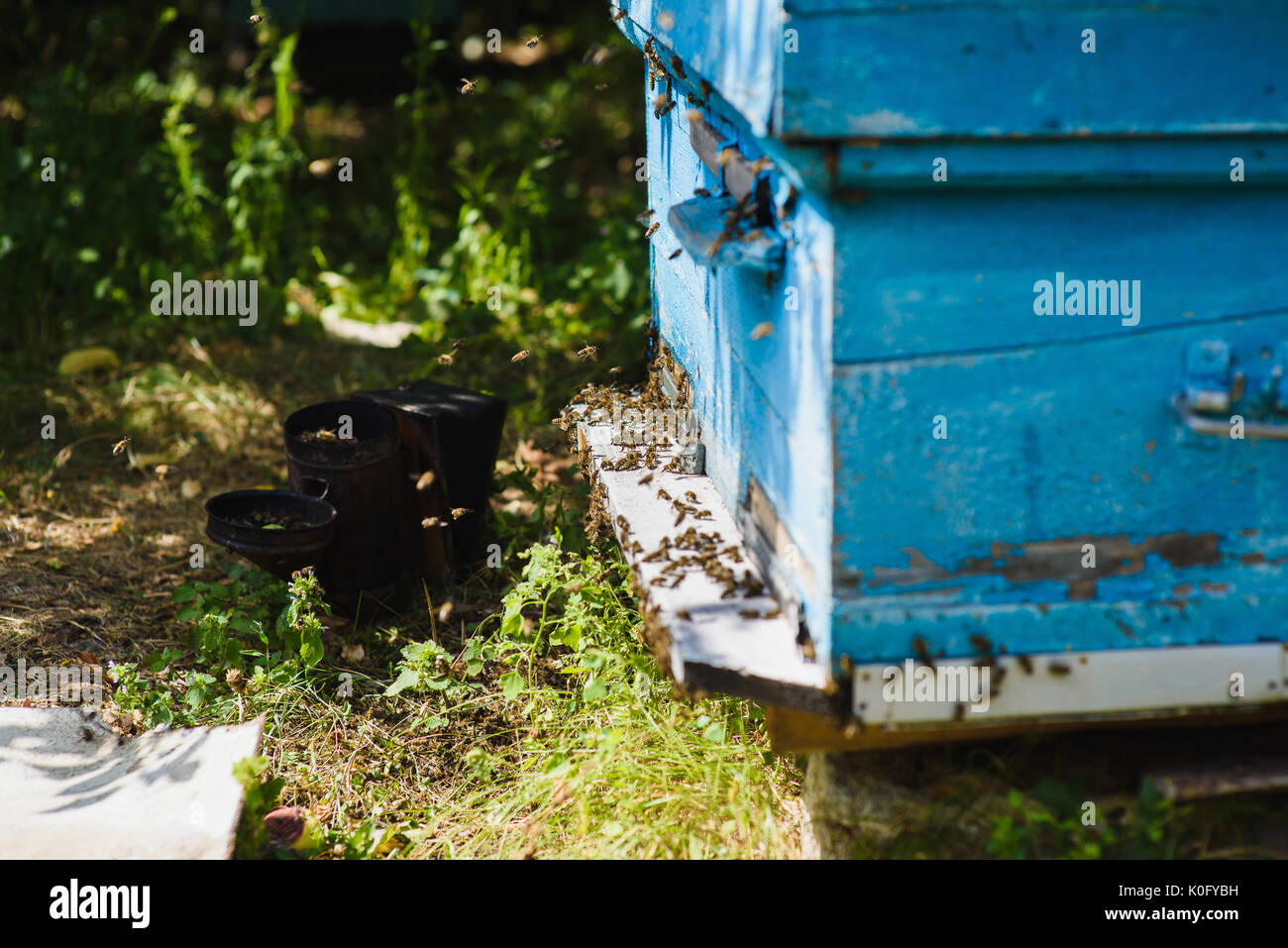 Side view bee hi-res stock photography and images - Alamy