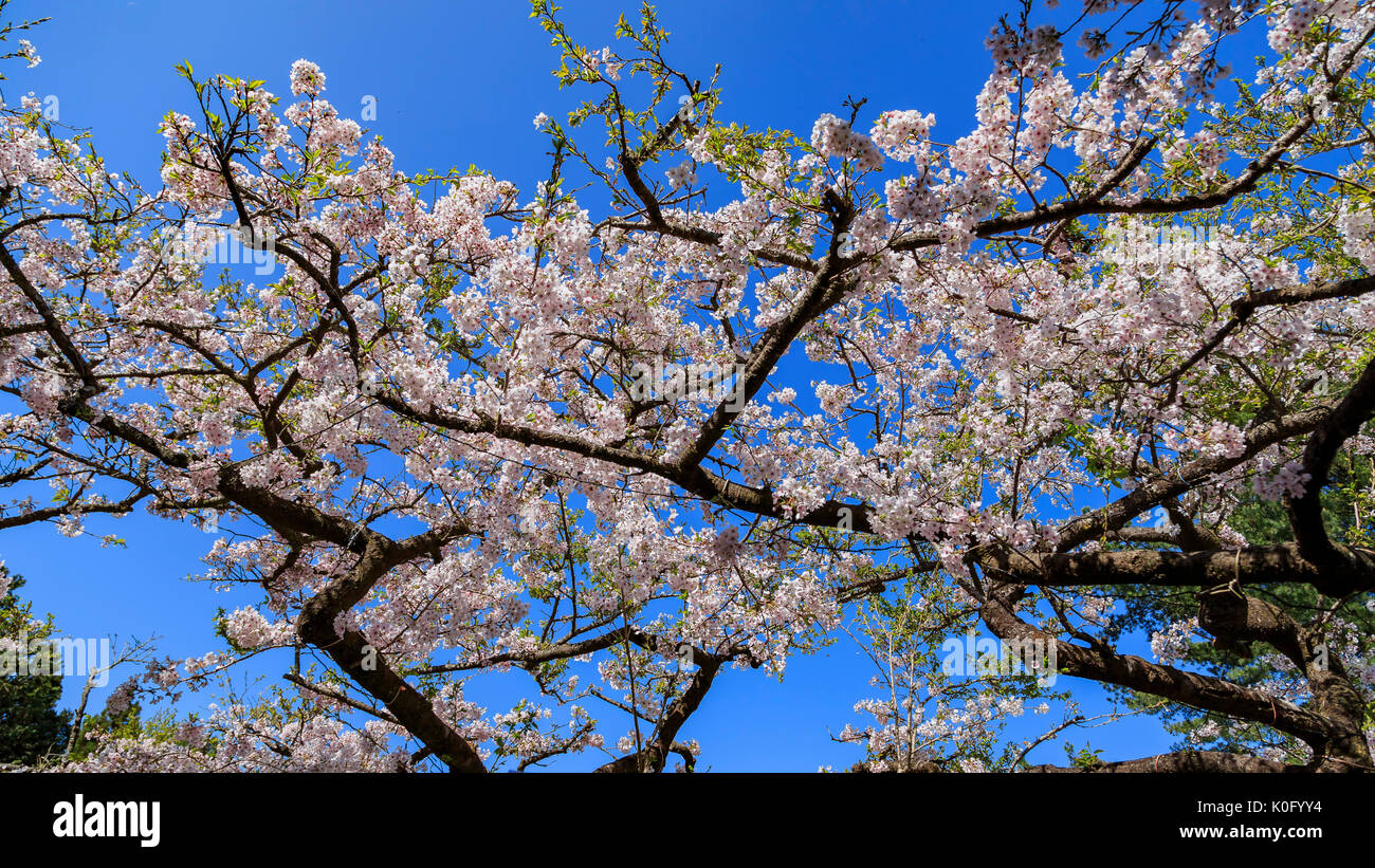 Cherry tree blossom at Alishan National Scenic Area, Taiwan Stock Photo ...