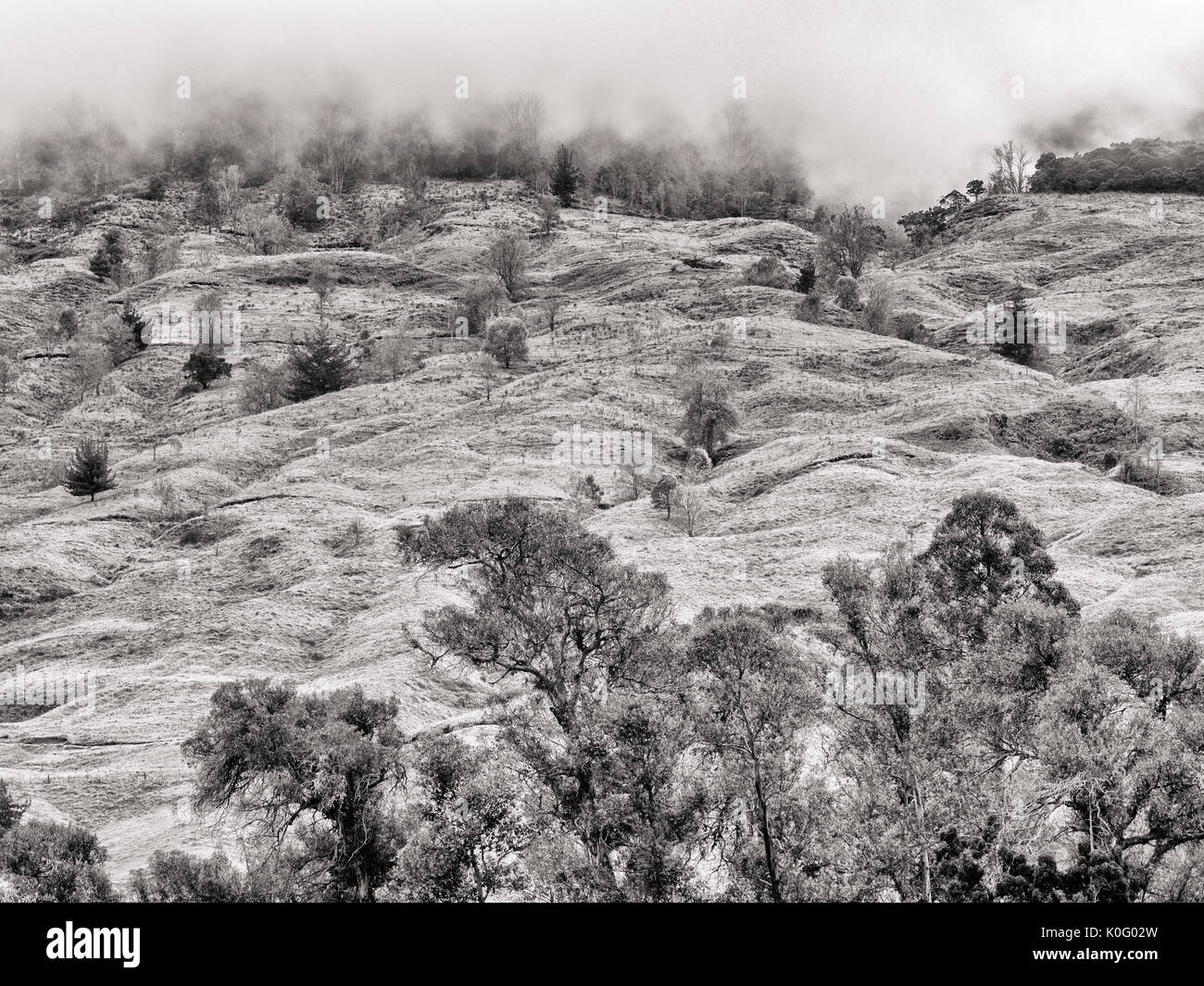 Hawaii tropical fog forest hi-res stock photography and images - Alamy