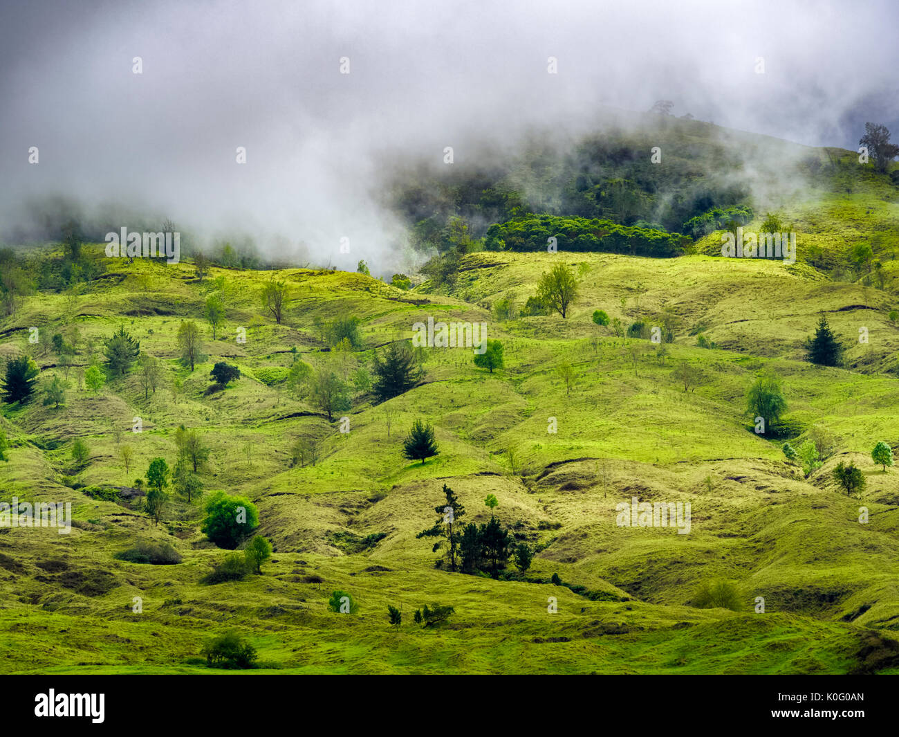 Upcountry pasture and fog on Maui Hawaii Stock Photo - Alamy