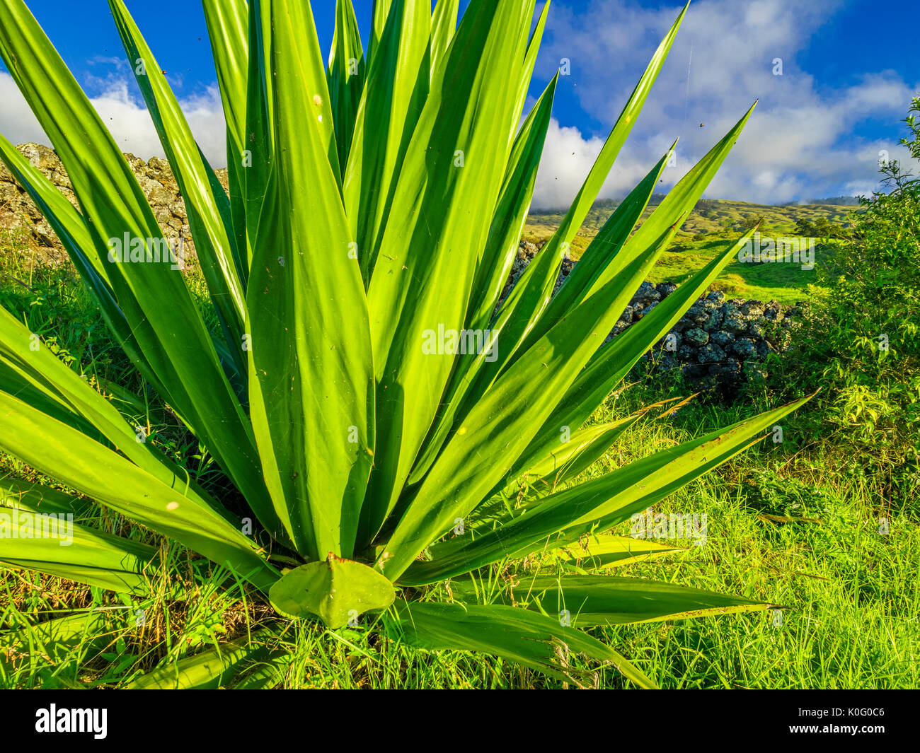 Agave on Maui Hawaii Stock Photo - Alamy