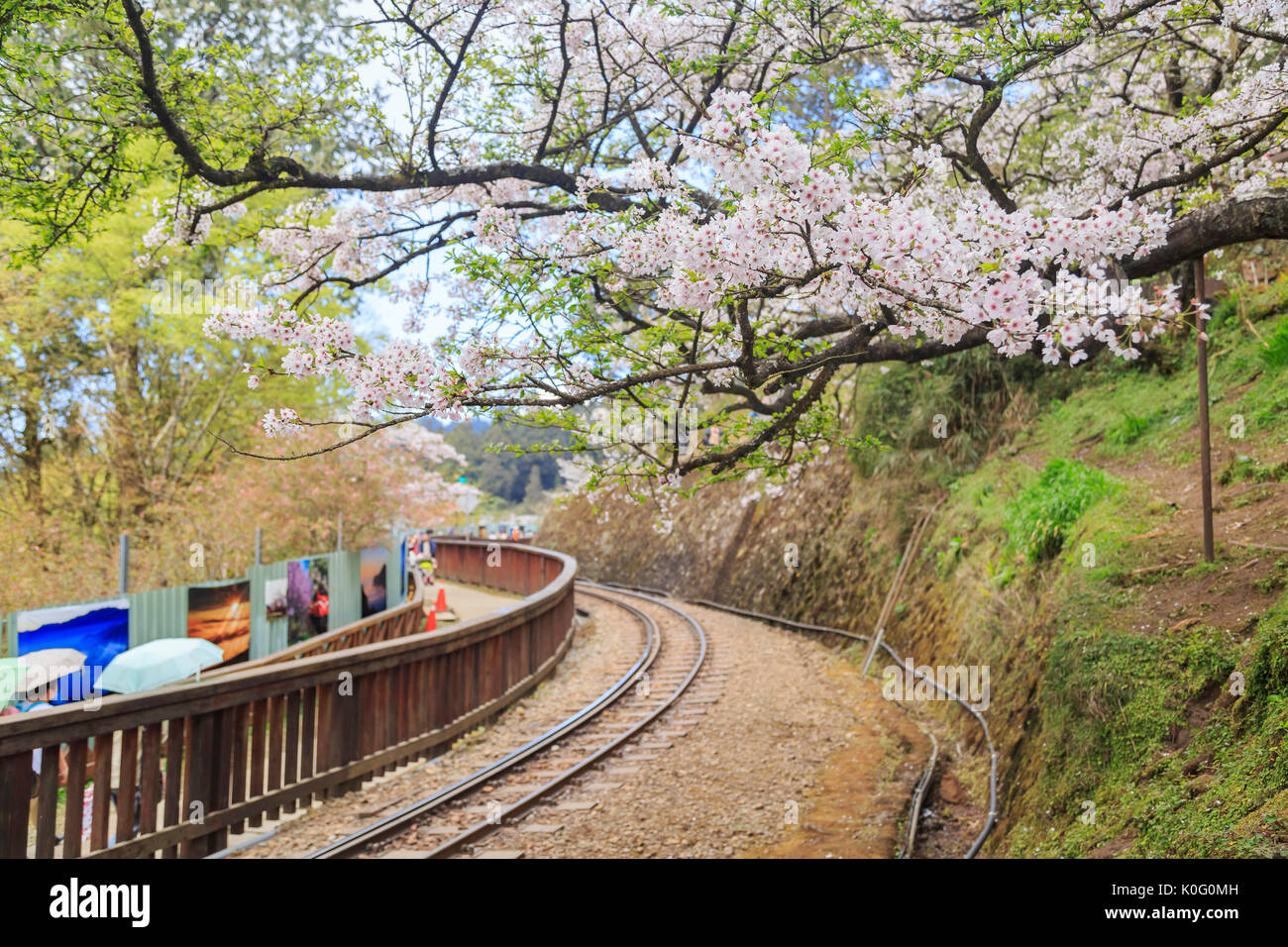 Alishan national scenic area hi-res stock photography and images - Alamy