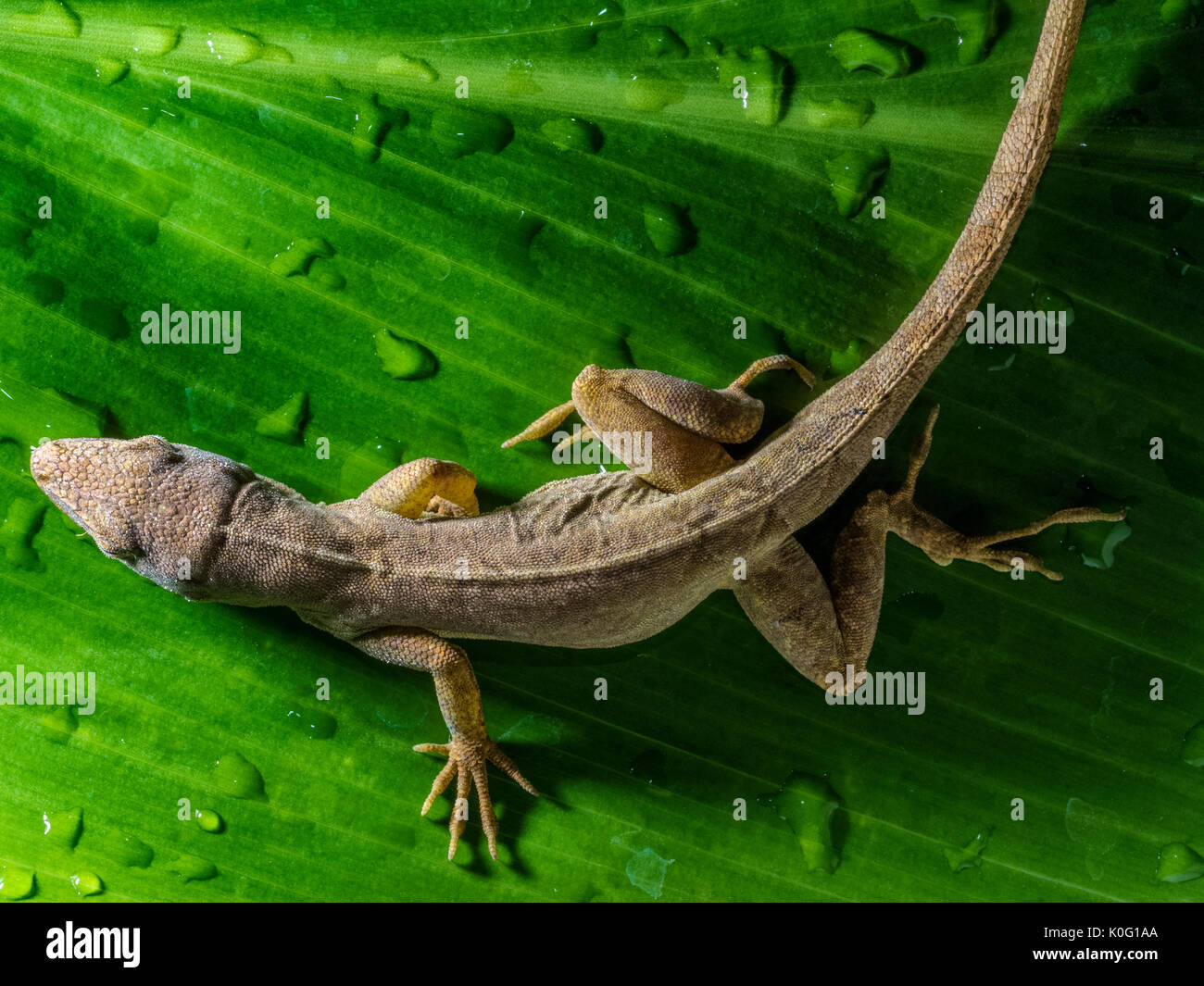 Kauai gecko hi-res stock photography and images - Alamy
