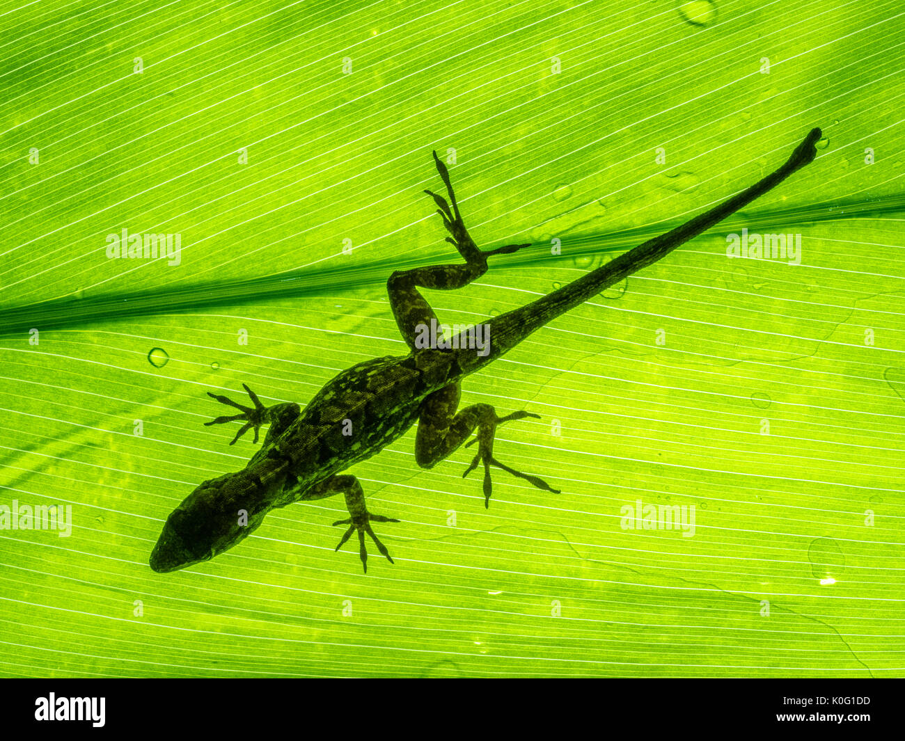 Gekko lizard hi-res stock photography and images - Alamy