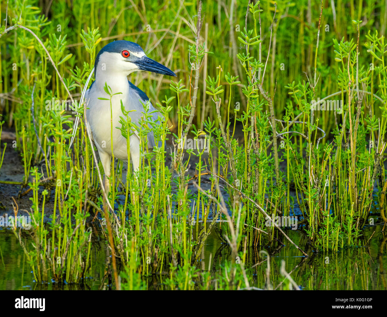 Black-Crowned Night Heron on Maui Hawaii Stock Photo - Alamy