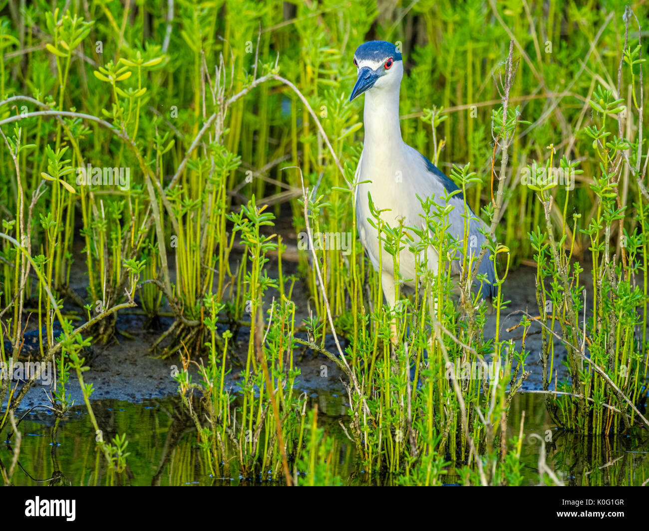 Black-Crowned Night Heron on Maui Hawaii Stock Photo - Alamy