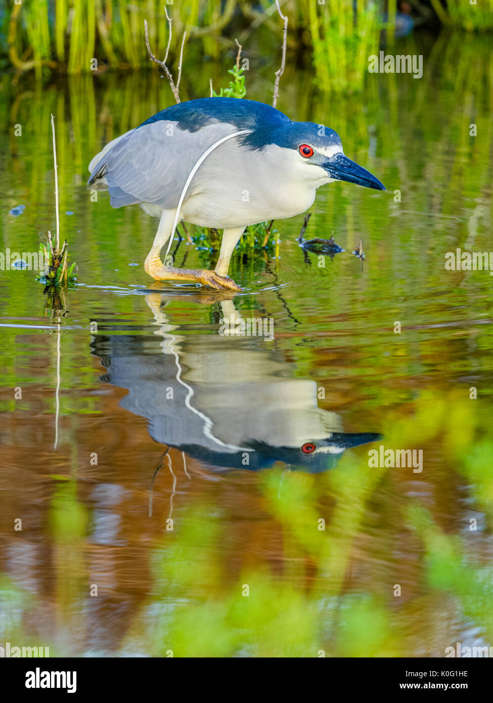 Black-Crowned Night Heron on Maui Hawaii Stock Photo - Alamy