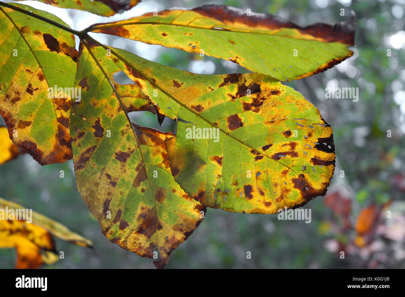 Diseased Leaf on a tree Stock Photo - Alamy