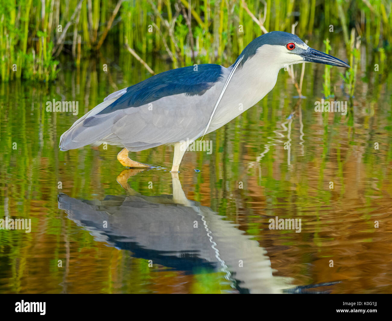 Black-Crowned Night Heron on Maui Hawaii Stock Photo - Alamy