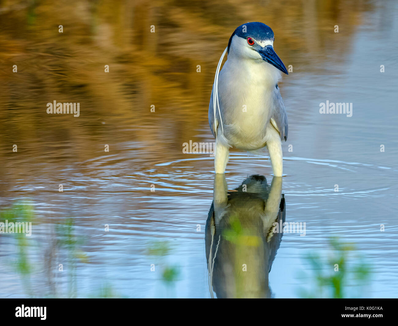 Black-Crowned Night Heron on Maui Hawaii Stock Photo - Alamy