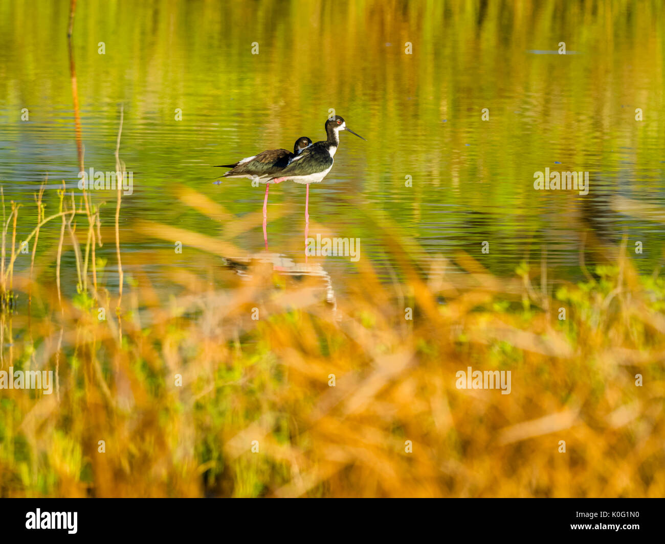 Hawaiian Stilt on Maui Hawaii Stock Photo - Alamy
