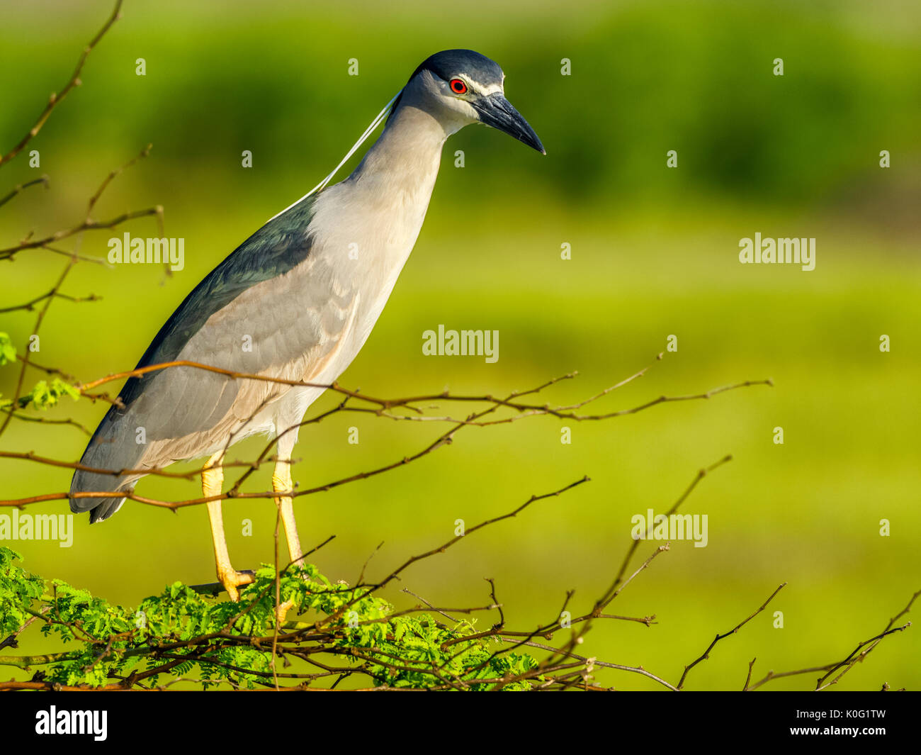 Black-Crowned Night Heron on Maui Hawaii Stock Photo - Alamy