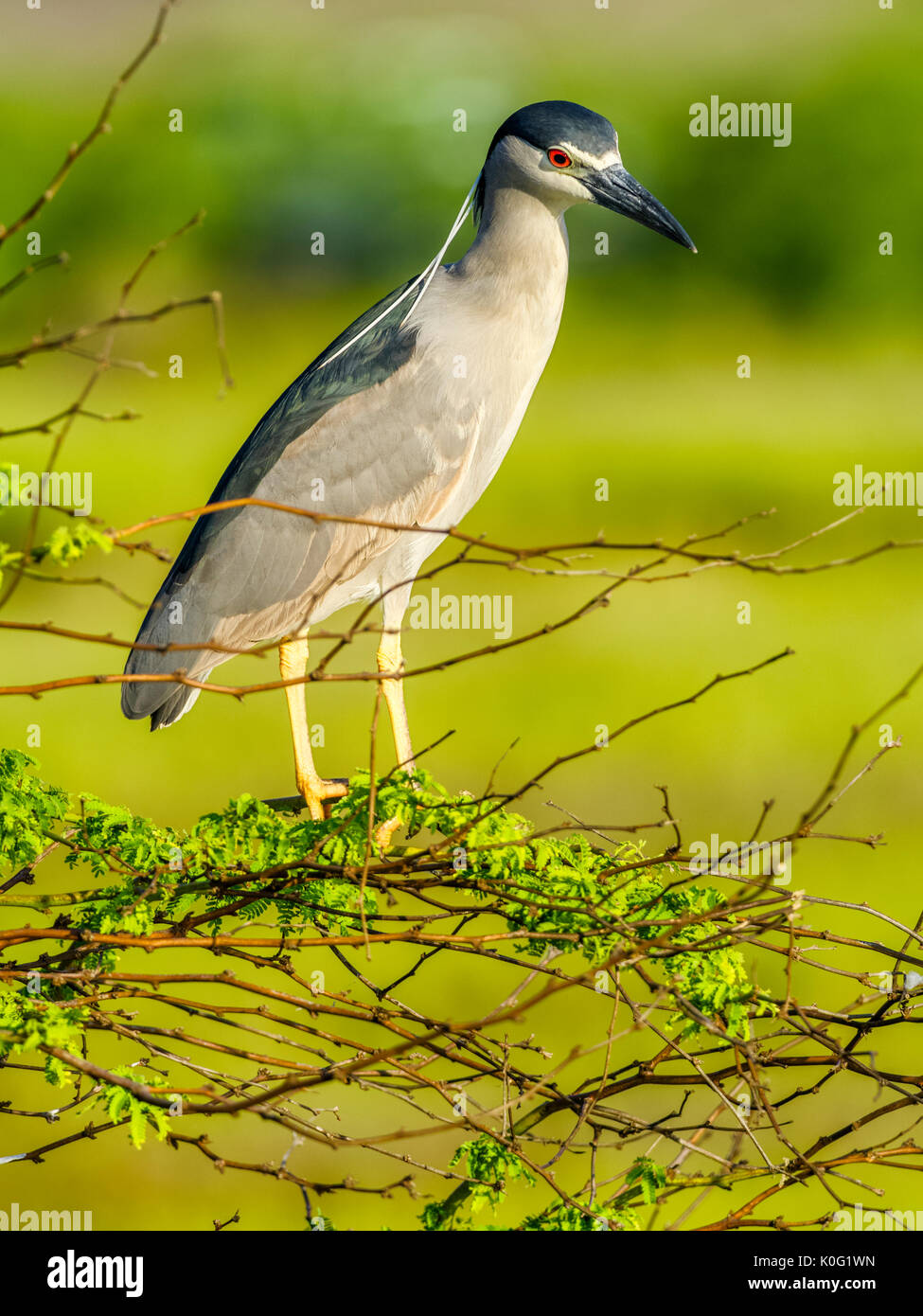 Black-Crowned Night Heron on Maui Hawaii Stock Photo - Alamy