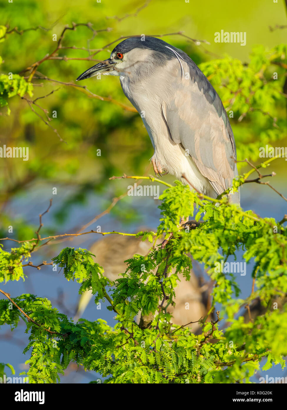 Black-Crowned Night Heron on Maui Hawaii Stock Photo - Alamy