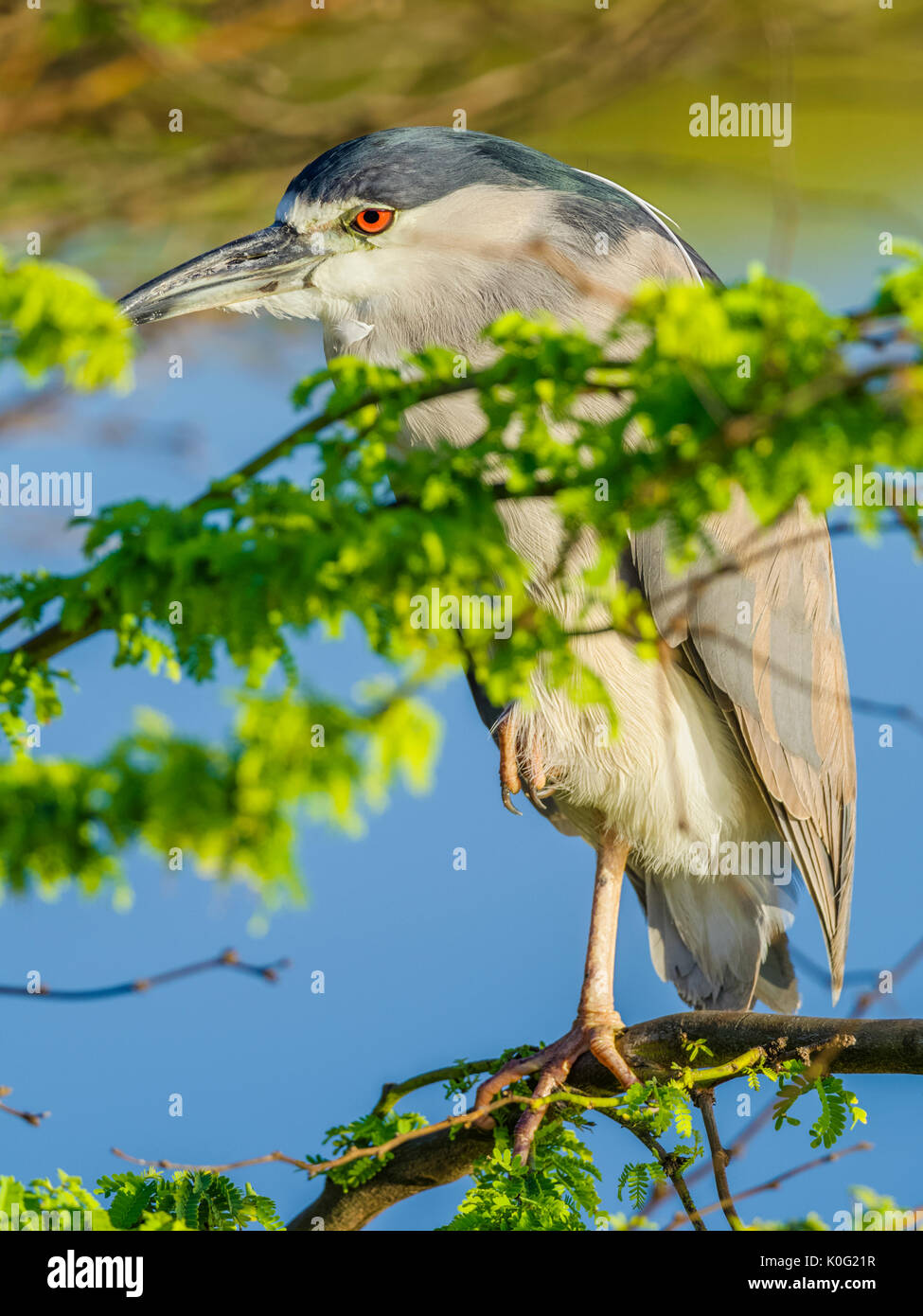 Black-Crowned Night Heron on Maui Hawaii Stock Photo - Alamy